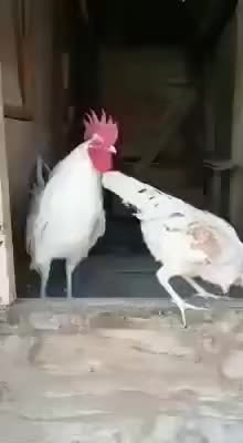 gallo arrancando su motor - Meme subido por parereyes :) Memedroid