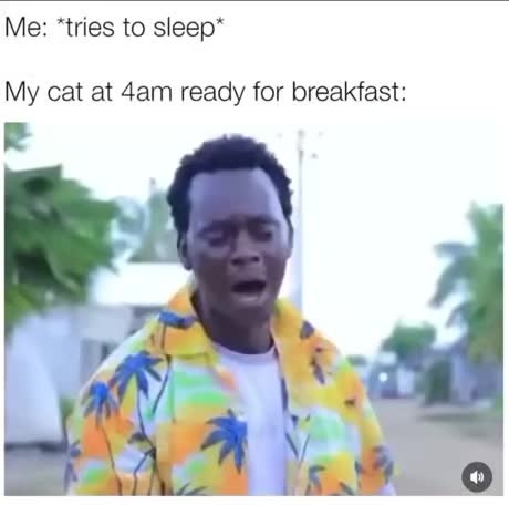 Cat at 4am meme - Meme by onlyjesuscansaveme :) Memedroid