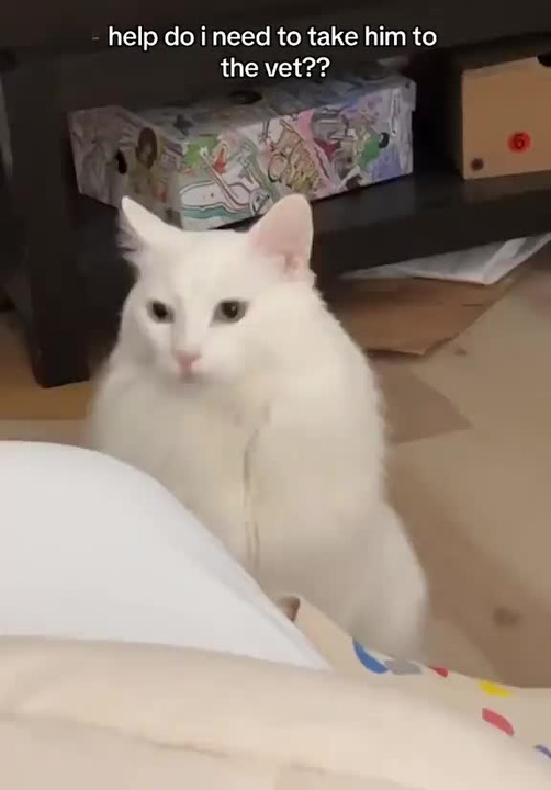 Dank cat meme - Meme by Jade_prox :) Memedroid