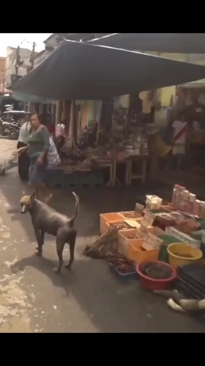 Perro peruano - Meme subido por Ultimemematrix :) Memedroid