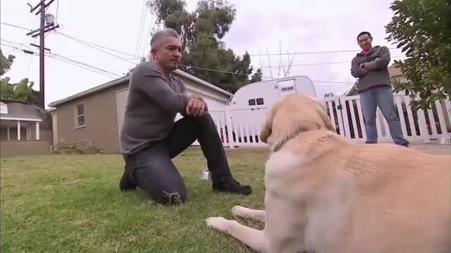 Dog kicker - Meme by Khajit007 :) Memedroid