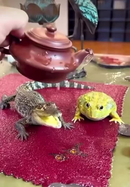 Cute swamp doggo - Meme subido por TRoll_Hope :) Memedroid