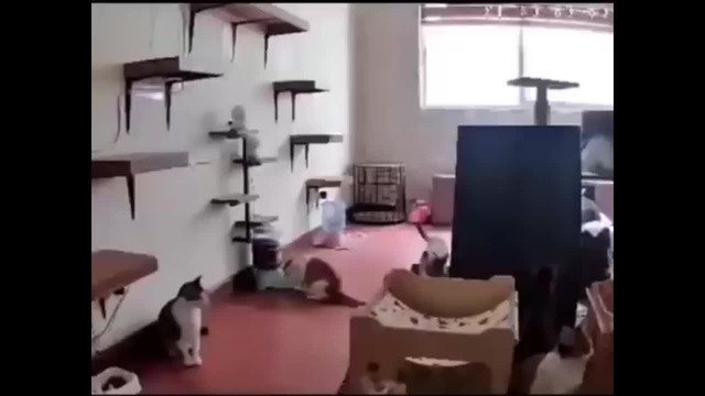 Loucura gatostrofica - Meme by Matheus :) Memedroid