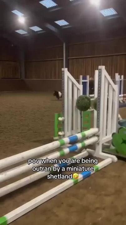 smol horse - Meme by SmugAnn :) Memedroid