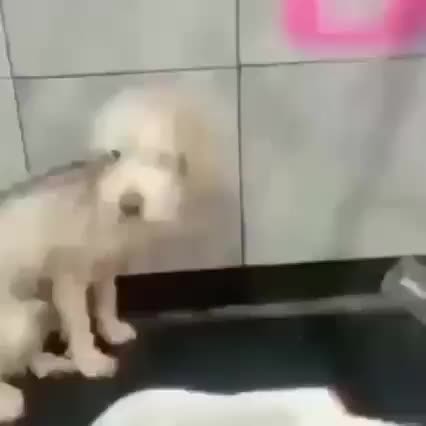 Ese perro es el diablo mismo - Meme subido por LordX_momazos :) Memedroid