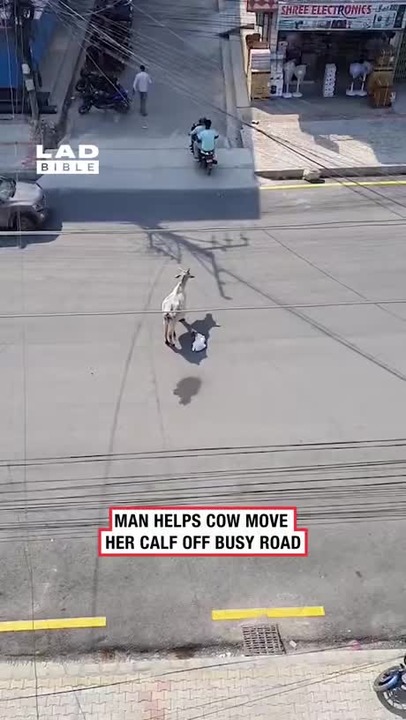 man helping a cow moving her calf off the road - Meme by hybridsense153 ...