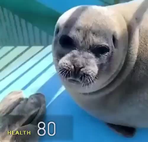 Foca - Meme by Gonorrea777 :) Memedroid