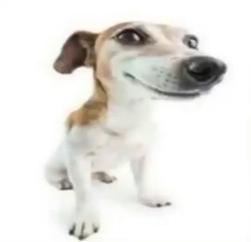 Perro - Meme subido por DaniElTercermundista :) Memedroid