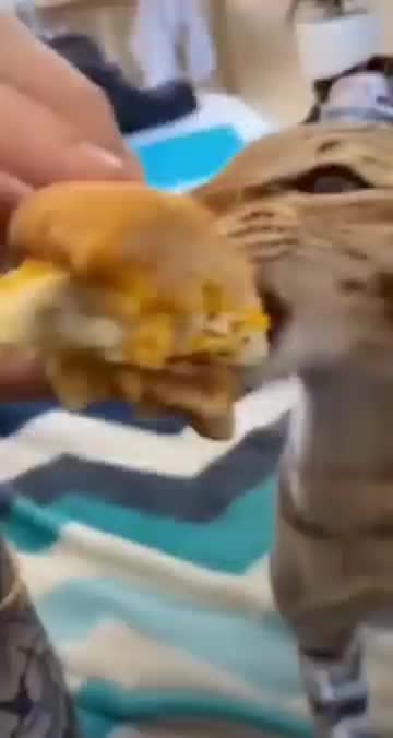 hamburguesa - Meme subido por AtlasX :) Memedroid