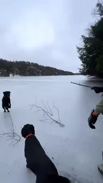 Dogs sharing a good stick - Meme by wowfrey :) Memedroid