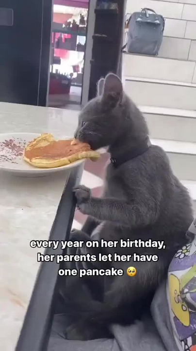 cat eating pancakes for his birthday - Meme by aypax :) Memedroid