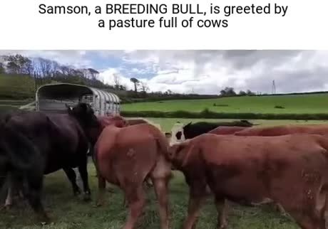 Breeding bull - Meme by Dhoxer :) Memedroid