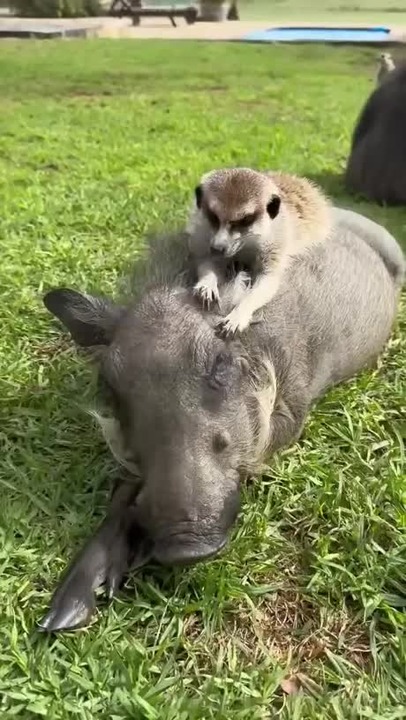 Timón y pumba irl - Meme subido por wiswi_67 :) Memedroid