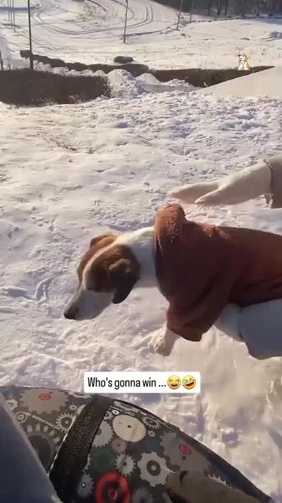 Racing the doggo on the snow - Meme by Heerovcutx :) Memedroid