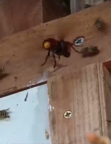 The bee wars vs the giant wasp - Meme by RoboSheepz :) Memedroid