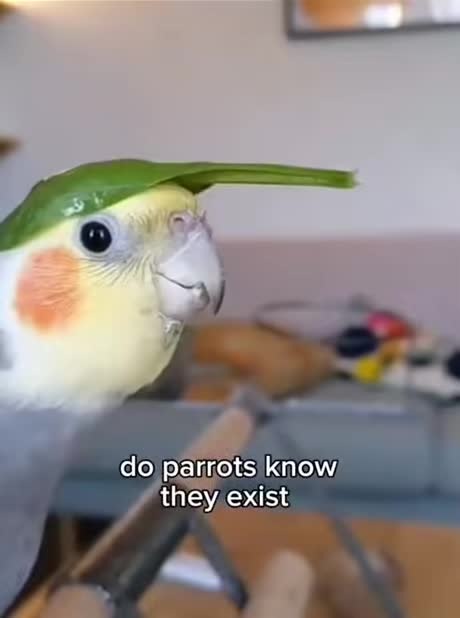 parrots are funny - Meme by Peporap :) Memedroid