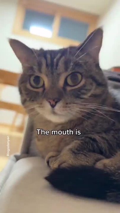 Now I cannot un-see "Tesla nose" - Meme by CampingIsStrategy :) Memedroid