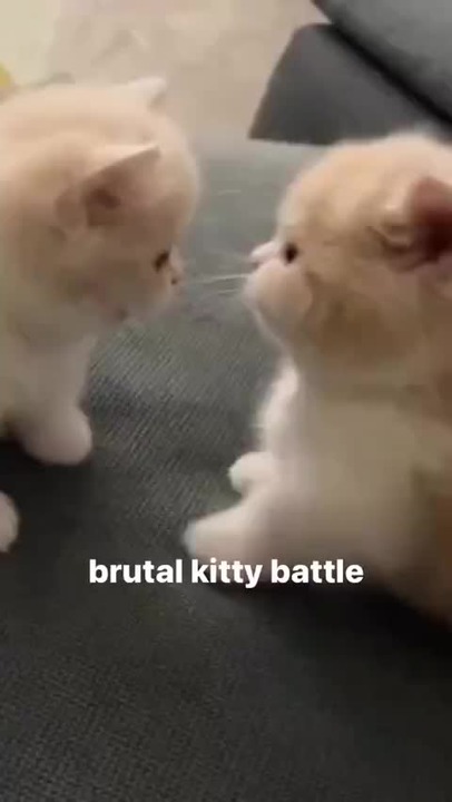 Brutal Kitty Battle - Meme by Garfieldboi888 :) Memedroid