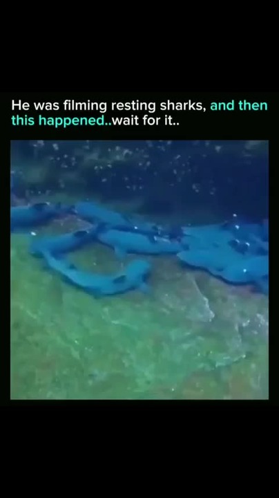 Impressive resting sharks - Meme by AloneKaven :) Memedroid