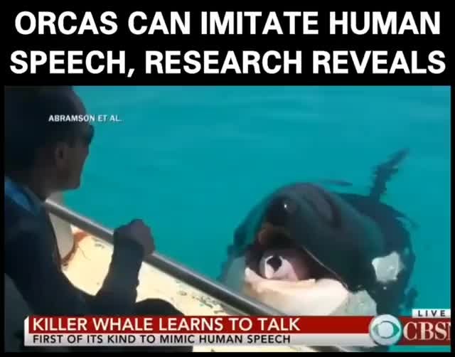 Orcas learning to talk - Meme by ismokegkush :) Memedroid