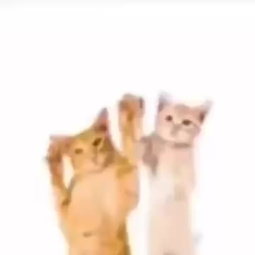 Gatos bailando hotline Miami - Meme subido por ElChupaPingo :) Memedroid