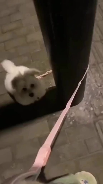 El perro se llama Sisifo - Meme subido por floresmacoca :) Memedroid