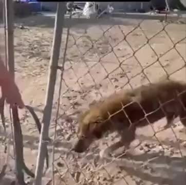 Wholesome rescued dog evolution - Meme by Mowervi :) Memedroid