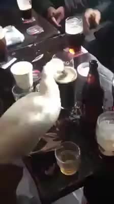 Stop ducking around - Meme by slurpmaldo :) Memedroid