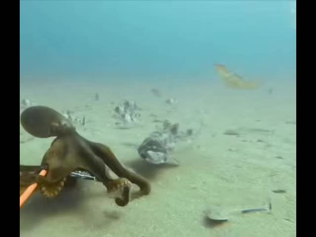 Like how the other fish gather to watch like humans - Meme subido por ...