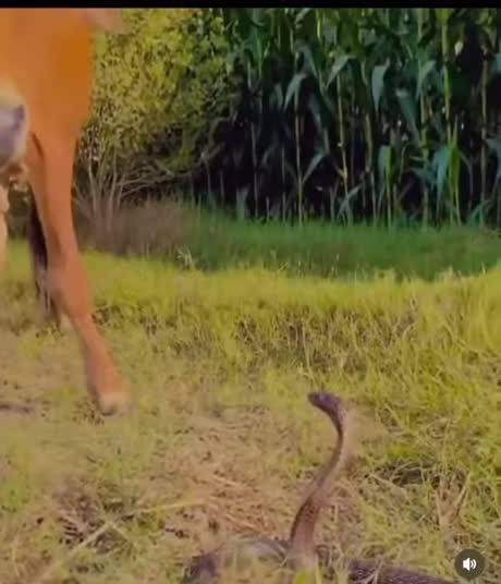 vaca lamiendo cobra - Meme subido por Nose_Weea :) Memedroid