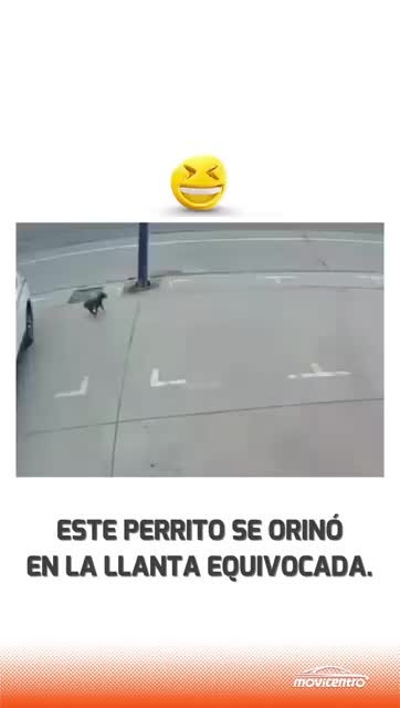 perro pendejo - Meme subido por S.D.N :) Memedroid