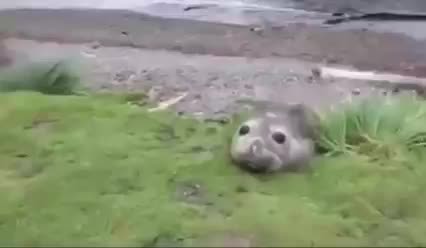 Foca - Meme subido por Johelito11 :) Memedroid