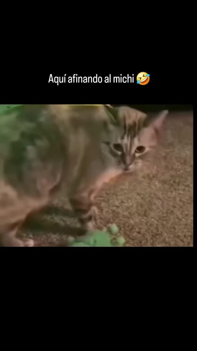 Afinando al Michi - Meme subido por Kaleno87 :) Memedroid