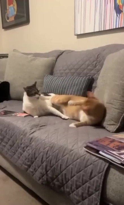 Cats will be cats - Meme by geniusleesin :) Memedroid