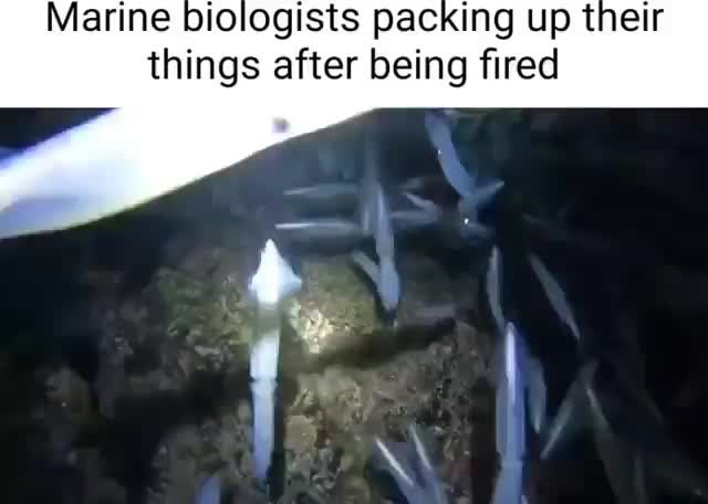 Marine biologist meme - Meme by captaintropical :) Memedroid