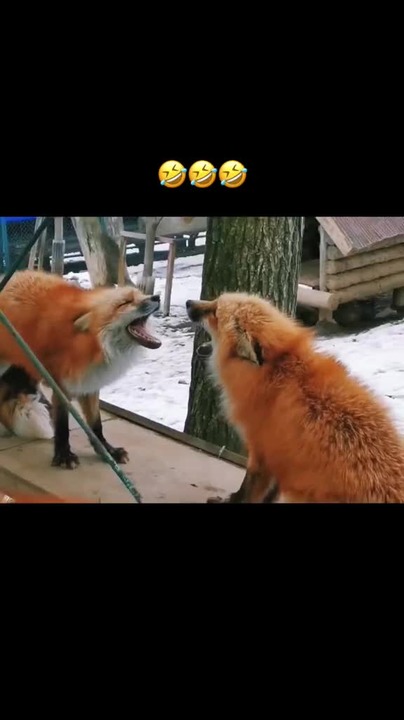 Zorros Riendose :grin: - Meme subido por Scoutd6 :) Memedroid