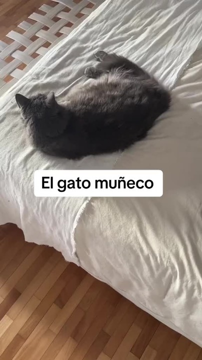 Gatito. - Meme subido por El_Vergudo :) Memedroid