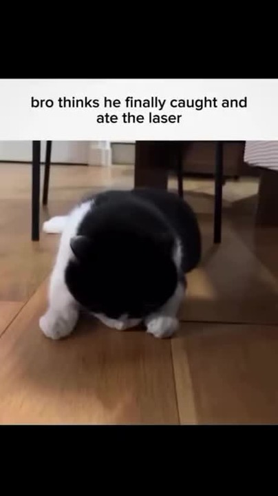 cat ate the laser - Meme by Ta3vex :) Memedroid