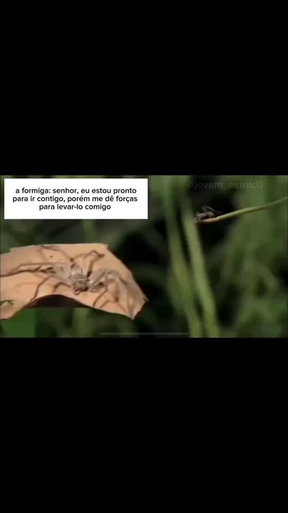 a formiga mais pika que veras hj - Meme by Maneki_Neko :) Memedroid