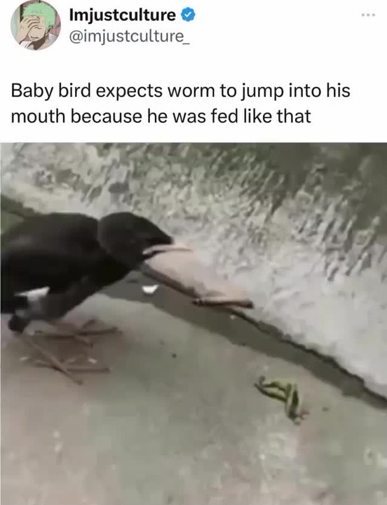 Baby bird hunting - Meme by TaylorStep :) Memedroid