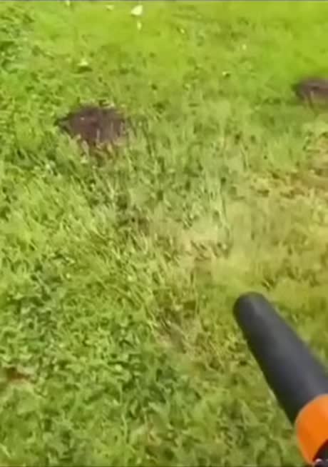 Que bicho es ese - Meme subido por Splandyy :) Memedroid