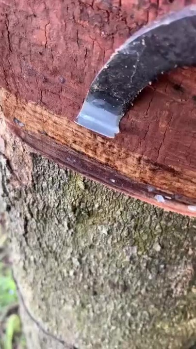 Extracting sap from a rubber tree - Meme by RoboSheepz :) Memedroid