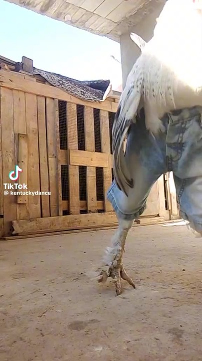 Gallo - Meme by 6.armageddon.9 :) Memedroid