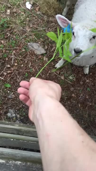 una madre oveja compartiendo la comida - Meme subido por 0MariB8 ...