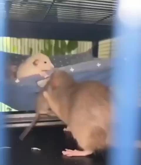 Rata madre controlando a sus crías - Meme by MMD_Fun_Agent_ES :) Memedroid