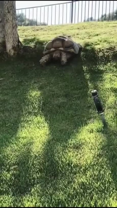 Tortoise sliding - Meme by vaperWave :) Memedroid