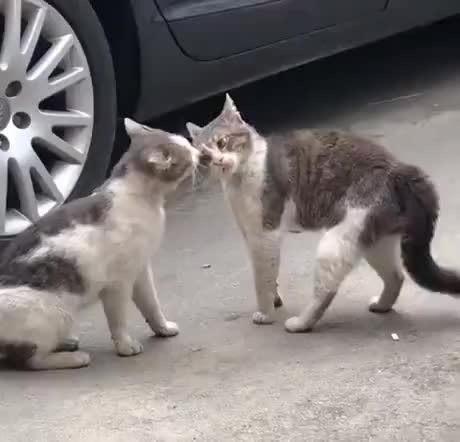 gato weon 24 modo lince - Meme by TOMASMER :) Memedroid