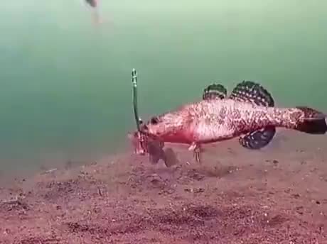 Underwater footage of a fish getting caught - Meme by tivoxx :) Memedroid
