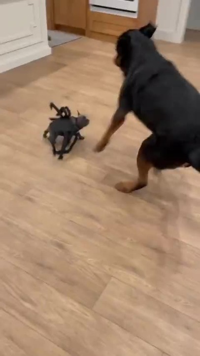 Dogdroid - Meme by StaticGremlin :) Memedroid