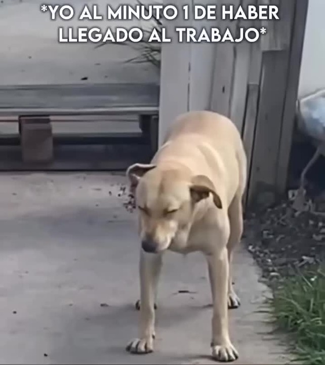 When llegás del laburo... - Meme subido por josevega98 :) Memedroid